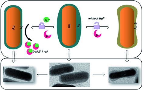 Au Ag Core Shell Nanoparticle Based Sensing Method For The Detection Of Download Scientific