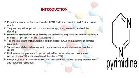 Biosynthesis Of Pyrimidine With Steps Ppt