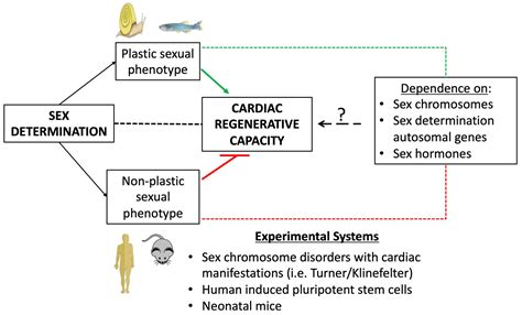 Jcdd Free Full Text Sex Related Effects On Cardiac Development And Disease