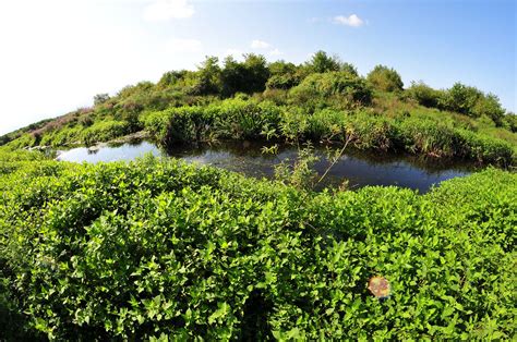 ფასიანი სერვისები