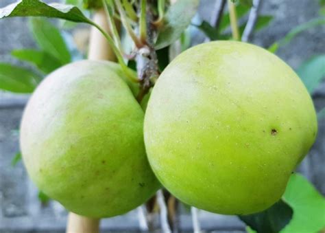 15 Self Pollinating Apple Tree Types Uk