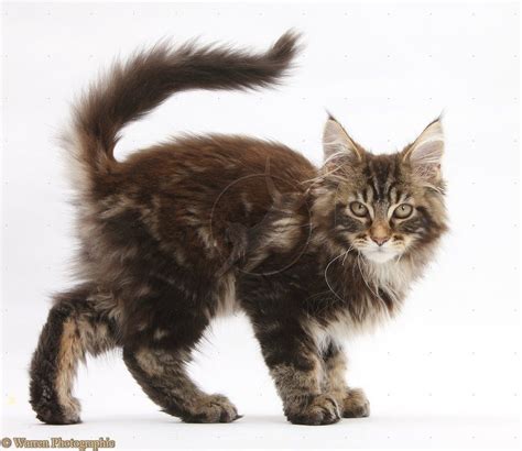 840 Cat Reference Poses Ideas In 2025 Cat Reference Cat Pose Cats