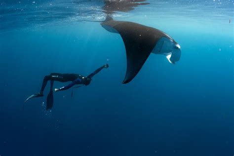 Jubilee The Manta Ray Named In Celebration Of The 500th Manta Ray