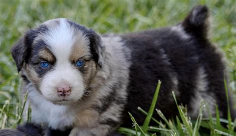 Shine Blue Kennel In Kansas Miniature Australian Shepherd Puppies