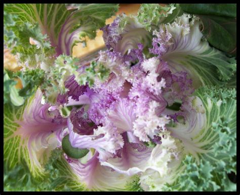 Lettuce 1 By Akimadoll On Deviantart