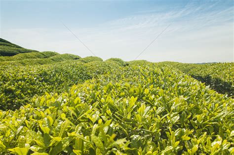 茶叶种植高清图片下载 正版图片504755620 摄图网