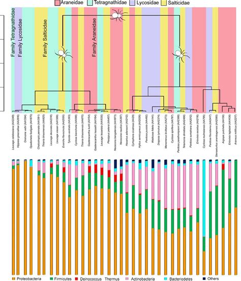 Dendrogram Of β Diversity Of Spider Species Under 4 Families Along