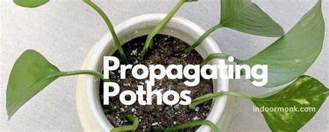 Propagating Pothos How To Propagate A Pothos Indoor Monk