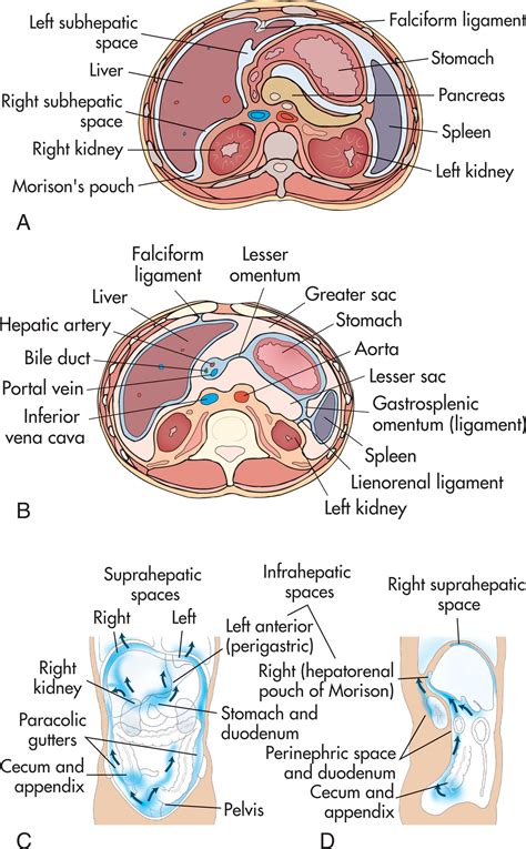 Emergent Ultrasound Procedures Clinical Tree