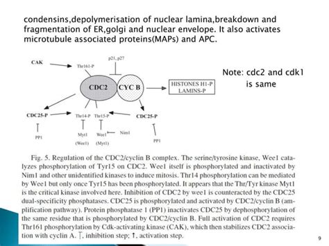 Cell Cycle Regulation And Checkpoints Pptx