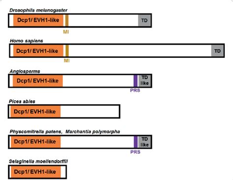 Structure Of Dcp1 From Different Taxa Show A Conservation Of The Dcp1