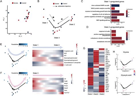 Single‐cell Simultaneous Metabolome And Transcriptome Profiling Revealing Metabolite‐gene