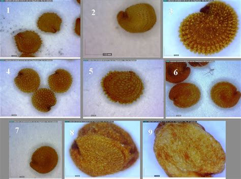 Seed Shape Of The Stellaria Species And Two Of The Closest Related Download Scientific Diagram