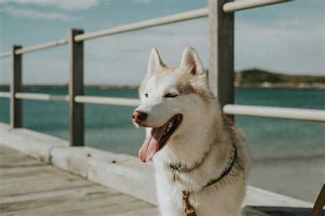Wallpaper 1366x768 Husky