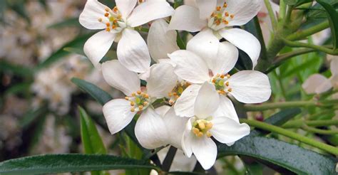 Choisya Ternata Care Guide How To Grow Choisya Ternata Diy Garden