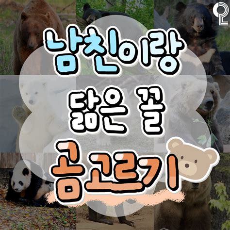 20대 뭐 하지 이 중에서 남친 닮은 🤎곰 고르기🐻🤎 덩치는 성인 곰이면서 여친 앞에서는 완전 Facebook