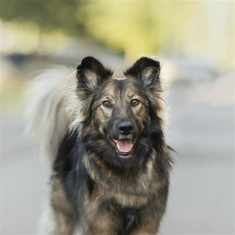 Молодая собака Белла около 2 х лет В холке 50 см вес 20 кг Привита обработана от паразитов