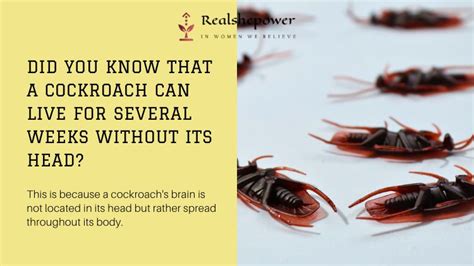 Did You Know That A Cockroach Can Live For Several Weeks Without Its Head