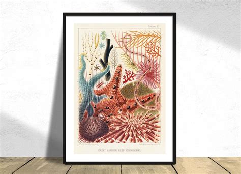 Great Barrier Reef Echinoderms William Saville Kent Printed Poster