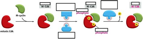 CDK Activation Diagram Quizlet