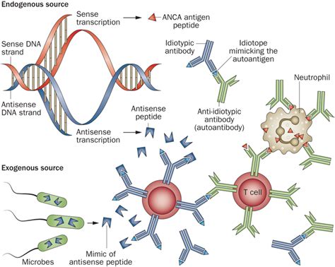 Diagram Of The Induction Of An Anca Mediated Autoimmune Response By An Download Scientific