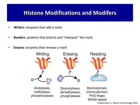 Ppt Histone Modifications Powerpoint Presentation Free Download Id 4751847