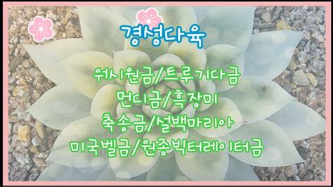 1월27일금요일먼디금 원종빅터레이터금 워시원금 설백마리아 식물 다육 Youtube