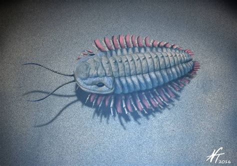 Do You Know What Trilobites Were