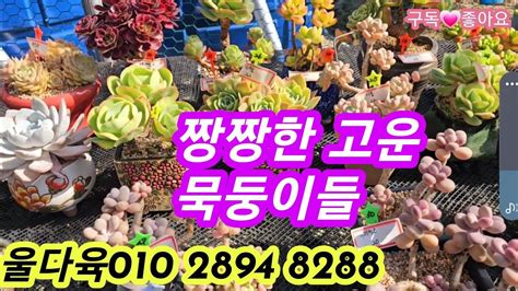 울다육님💗짱짱한묵둥이들빛감고와😄누다연봉미니벨금라울페리도트파스텔철화수련삼종1만9천페스티벌금온슬로우💗231116korean Succulents