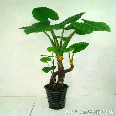 滴水觀音如何種植 種植滴水觀音過程中需要注意的事項 每日頭條