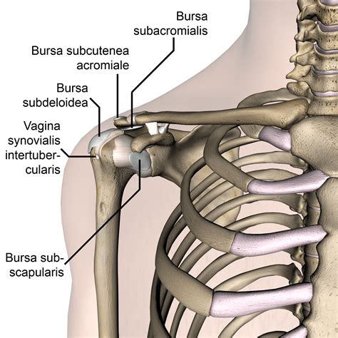 Bursitis Subacromialis Gewricht Nl