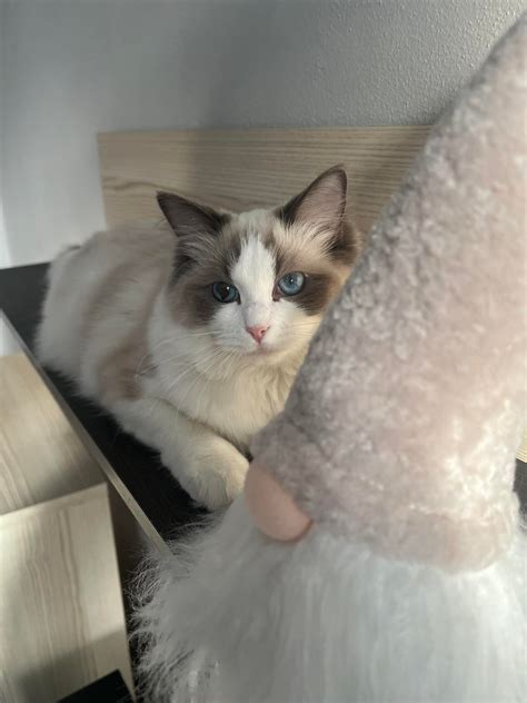 My Pretty Gal Rragdolls