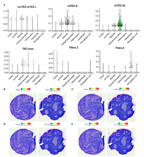 Predicted Localisation Of Selected Stromal Cell Populations By Download Scientific Diagram