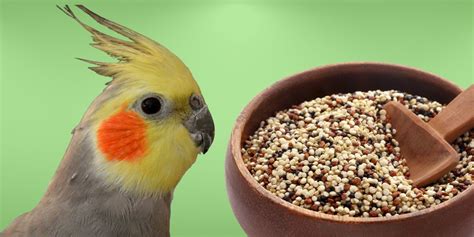 Can Birds Eat Sunflower Seeds The Dos And Donts