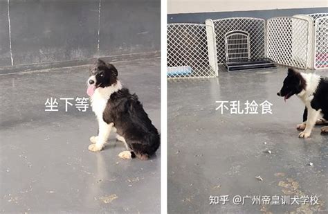 广州宠友边牧犬爱乱拉专业训犬学校如何通过狗狗训练纠正行为问题 知乎