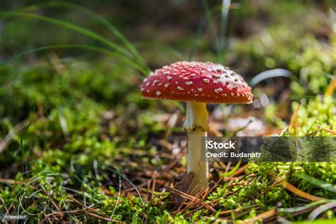 가을 숲의 붉은 색과 흰색 아마니타 무스카리아 두꺼비 버섯 0명에 대한 스톡 사진 및 기타 이미지 0명 10월 가을