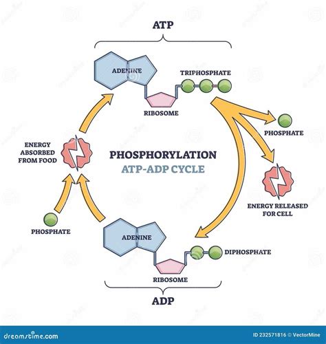 Understanding The Structure Of ATP And ADP A Visual Guide