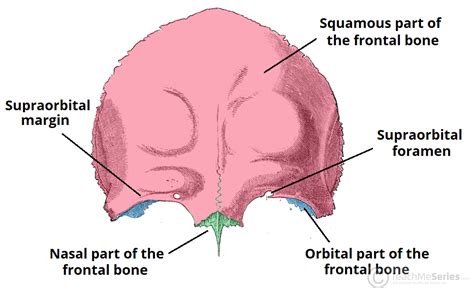 Frontal Bone Development Of Skull Neet Pg Anatomy