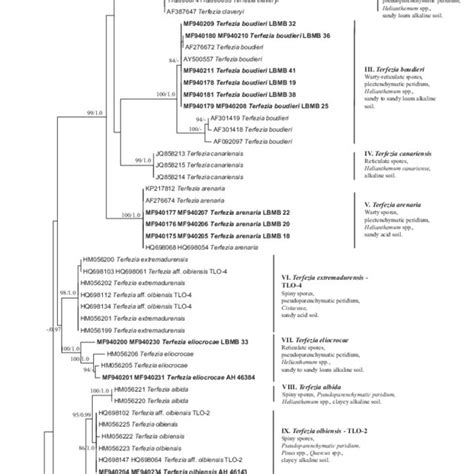 maximum likelihood ml tree inferred from the combined its and 28s
