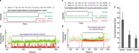 Codon Context Alters The Magnitude Of A 2′ O Methylation Induced
