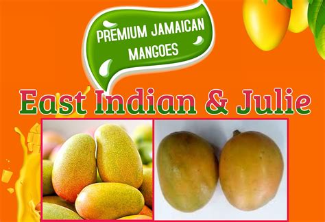Premium Jamaican Mangoes Mixed Jamaicaplacecom
