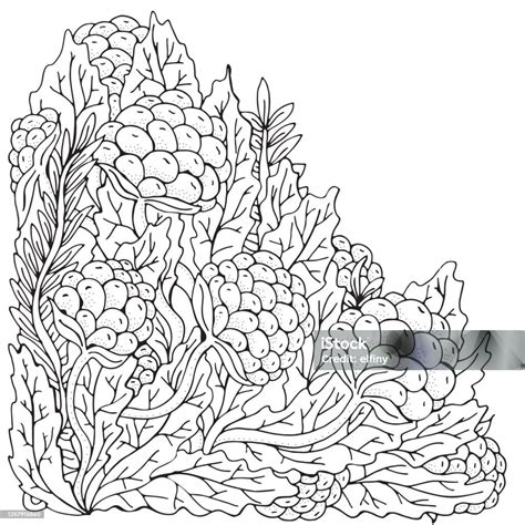 낙서 스타일의 다른 꽃 열매와 잎색칠 공부 페이지 흑백 벡터 일러스트레이션 낙서 손으로 그린 라인 아트 안티 스트레스 검은색에 대한 스톡 벡터 아트 및 기타 이미지 Istock