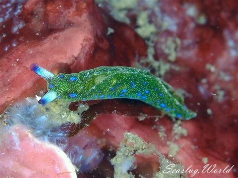 Elysia Sp