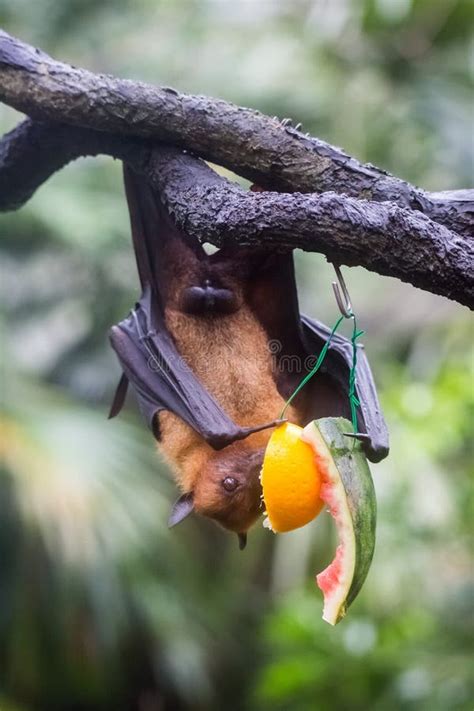 Fruit Bat Also Known As Flying Fox With Big Leather Wings Hanging