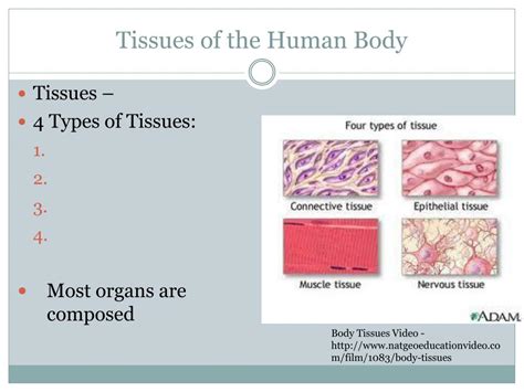 Ppt Body Tissues Powerpoint Presentation Free Download Id 3057525