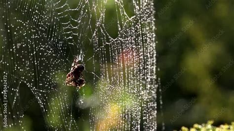 Web In Dew Drops Spider In The Morning Sun Web Weaving The Process Of