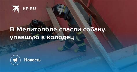 В Мелитополе спасли собаку упавшую в колодец Kp Ru