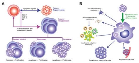 The Apoptosis Paradox In Cancer
