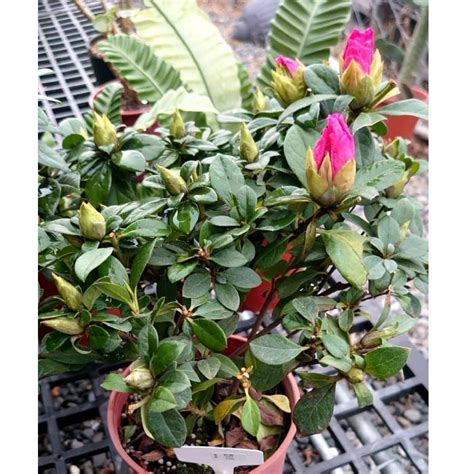 5吋大盆栽 仙人掌 多肉 植物五吋杜鵑 開花植物 多肉植物 仙人掌 療癒小物 組盆 石頭玉 養肉苑 杜鵑花 蝦皮購物