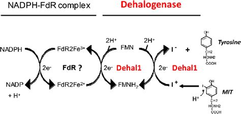 Function And Proposed Components Of The Iodotyrosine Deiodinase System
